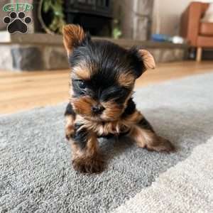 Yorkshire Terrier Puppies for Sale - Greenfield Puppies