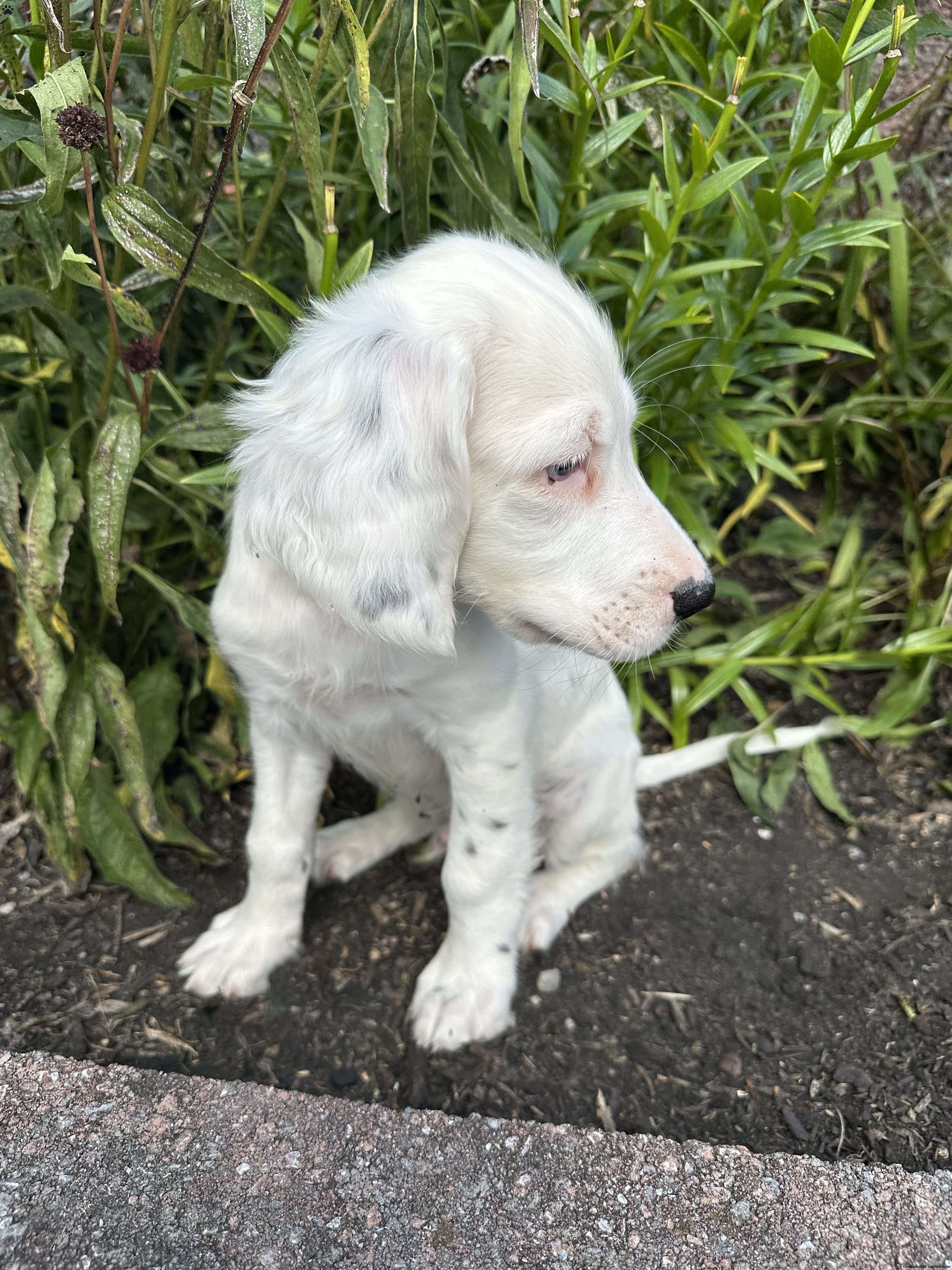 Henry - English Setter Puppy For Sale in Pennsylvania