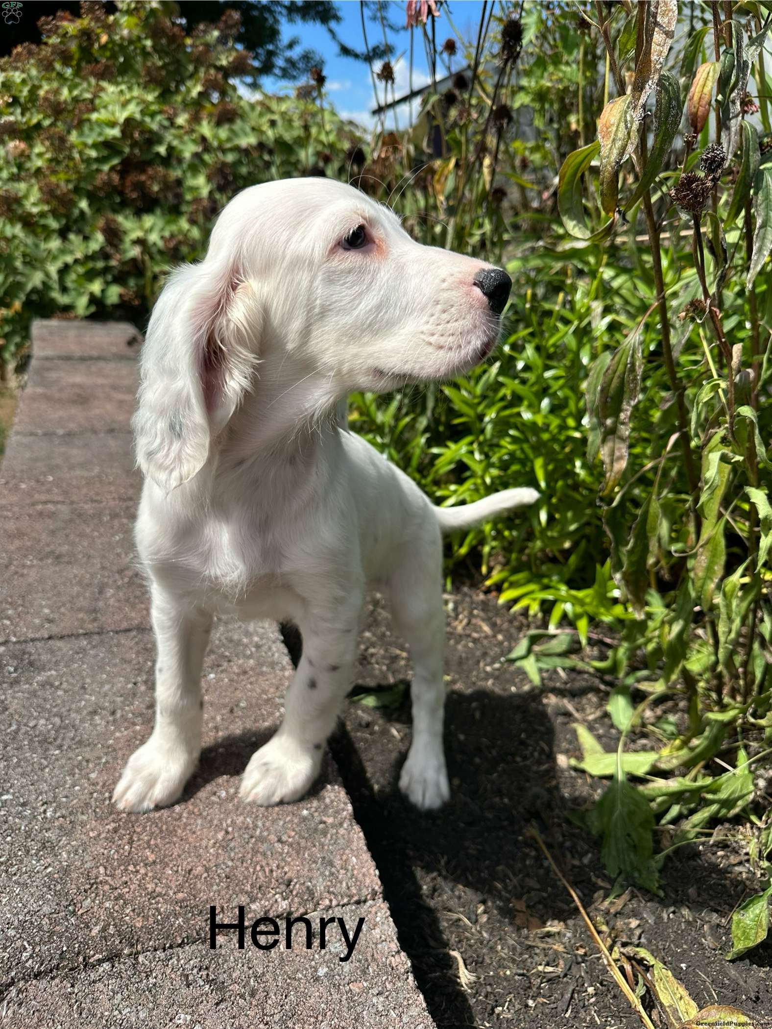 Henry - English Setter Puppy For Sale in Pennsylvania