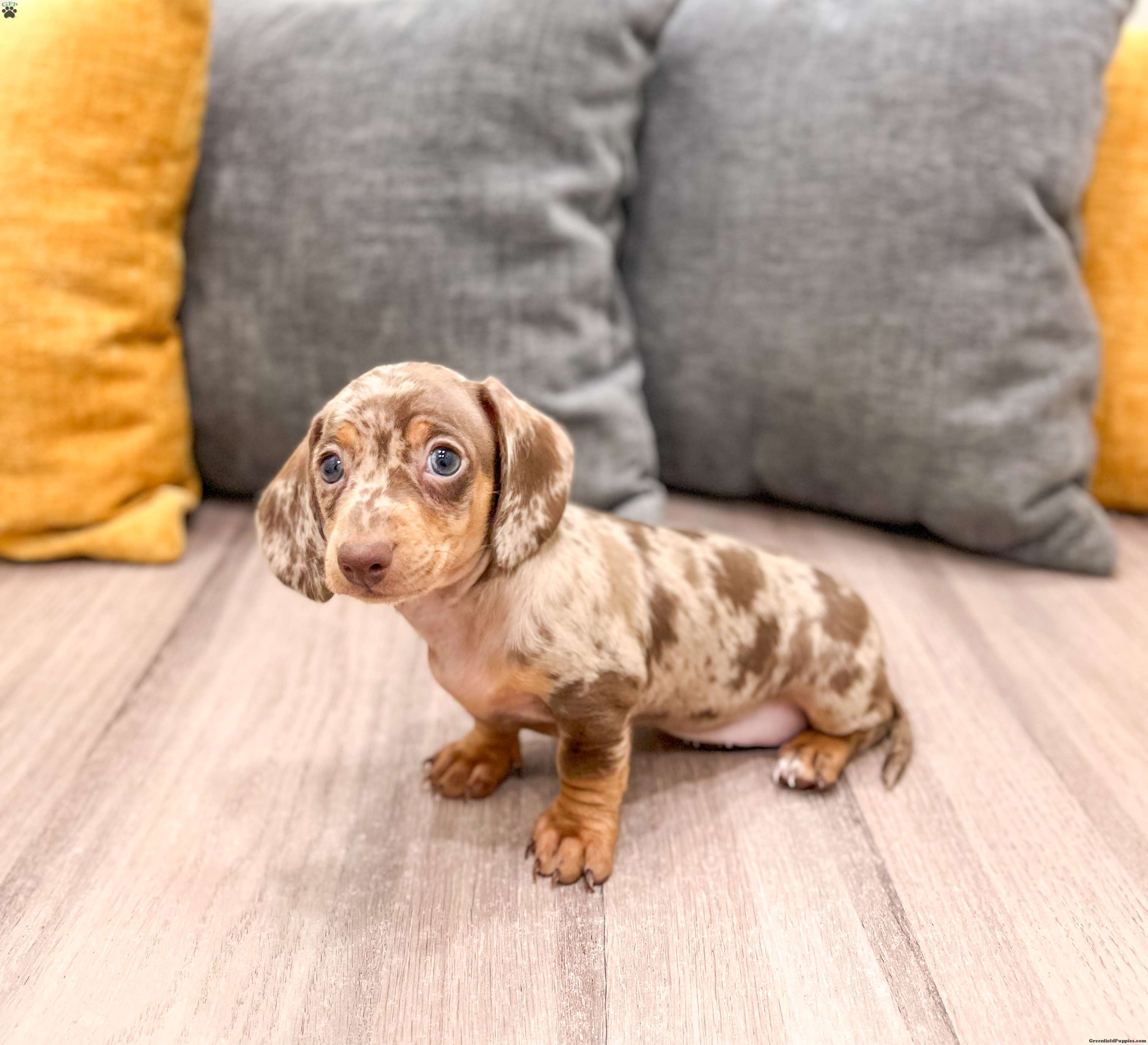 Holly - Dachshund Puppy For Sale in Ohio