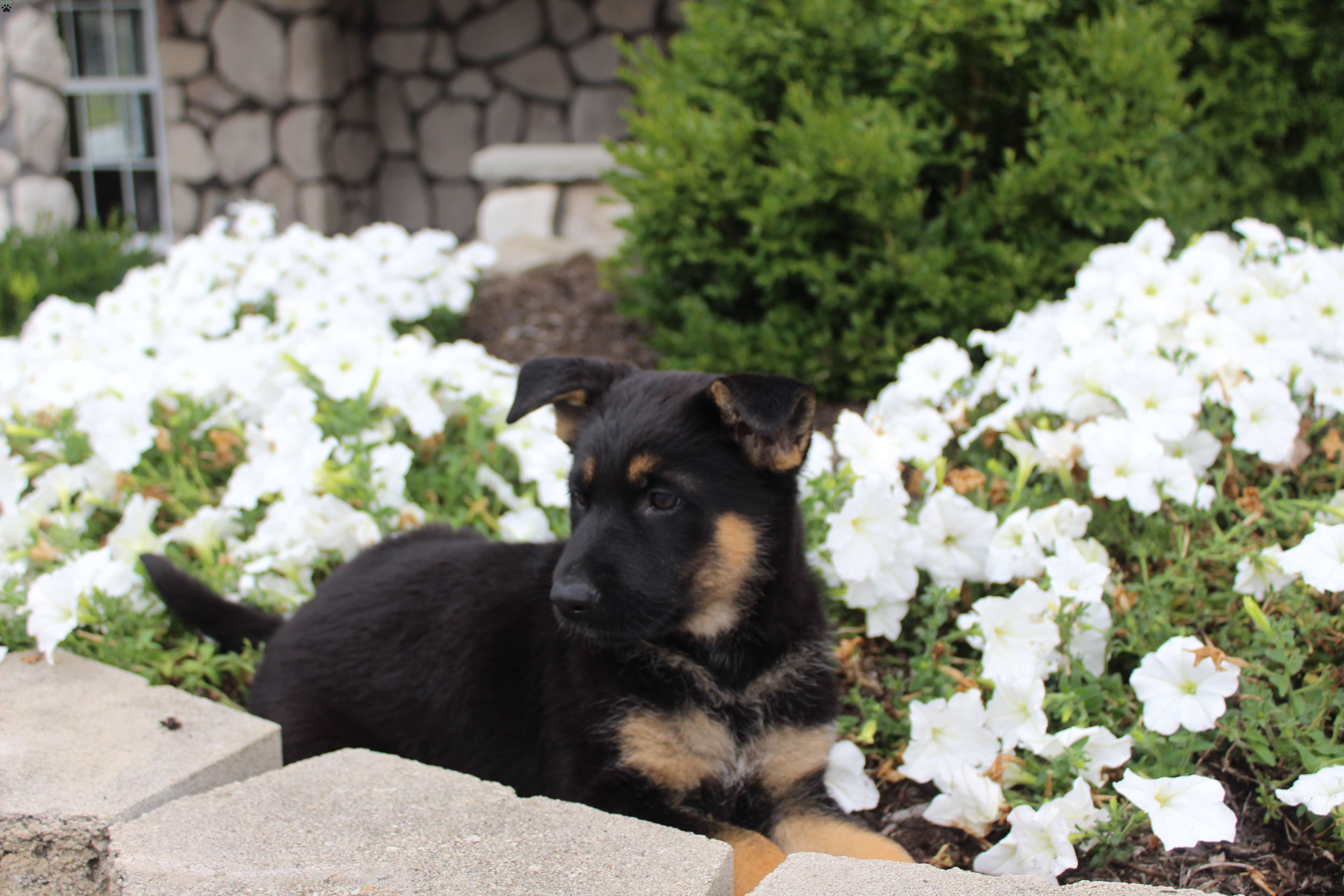 Lucy - German Shepherd Puppy For Sale in Ohio