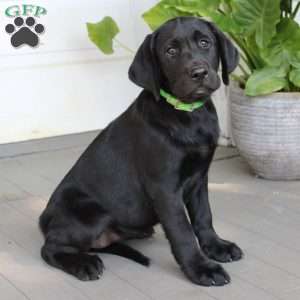 Black Labrador Retriever Puppies For Sale - Greenfield Puppies