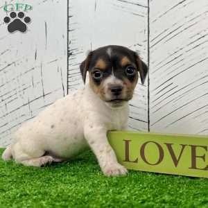 Jack Russell Terrier Puppies For Sale - Greenfield Puppies
