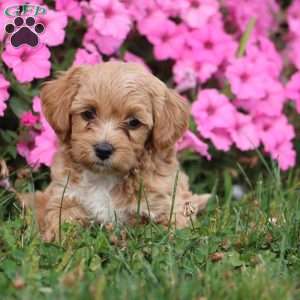 Mini Labradoodle Puppies For Sale - Greenfield Puppies