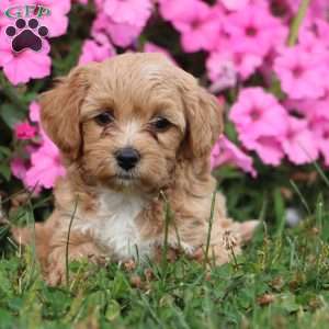 Mini Labradoodle Puppies For Sale - Greenfield Puppies