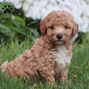 Mini Labradoodle Puppies For Sale - Greenfield Puppies