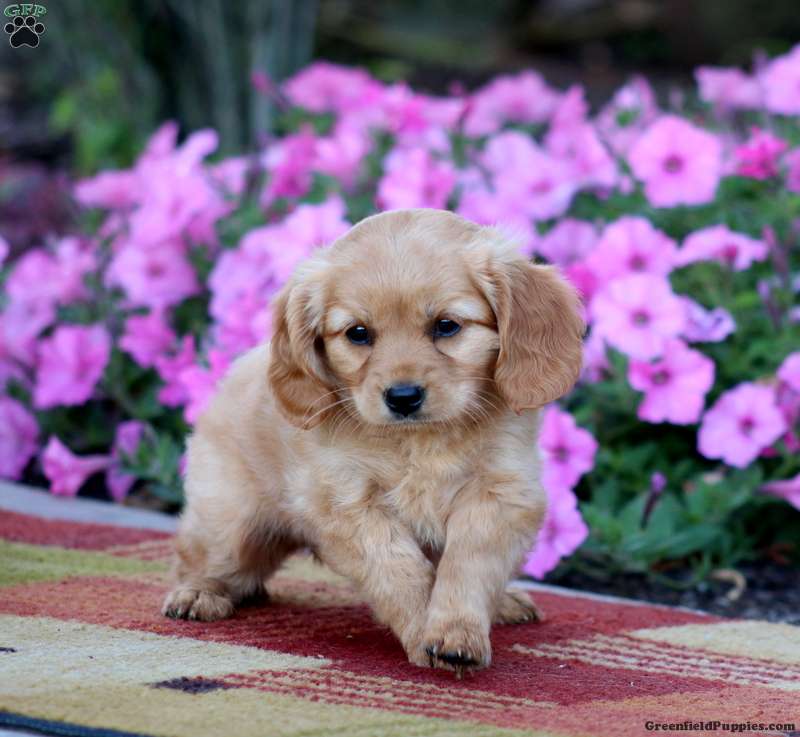 Jill - Miniature Golden Retriever Puppy For Sale in Pennsylvania