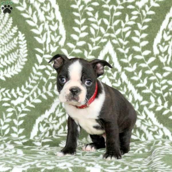 Joey - Boston Terrier Puppy For Sale in Pennsylvania