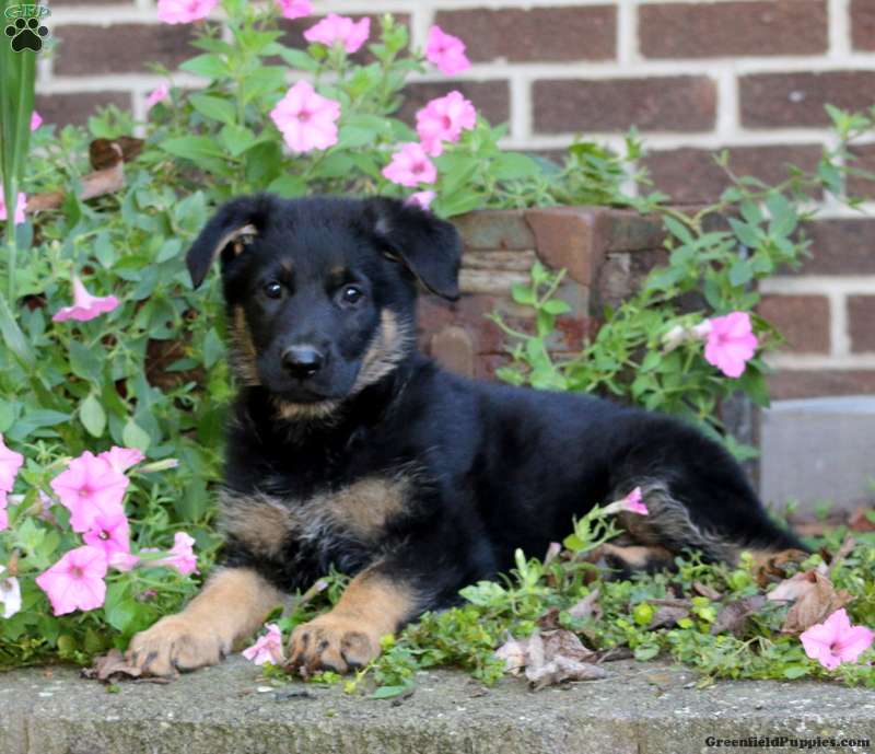 Kayla - German Shepherd Puppy For Sale in Pennsylvania