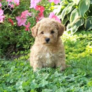 Cockapoo Puppies for Sale - Greenfield Puppies