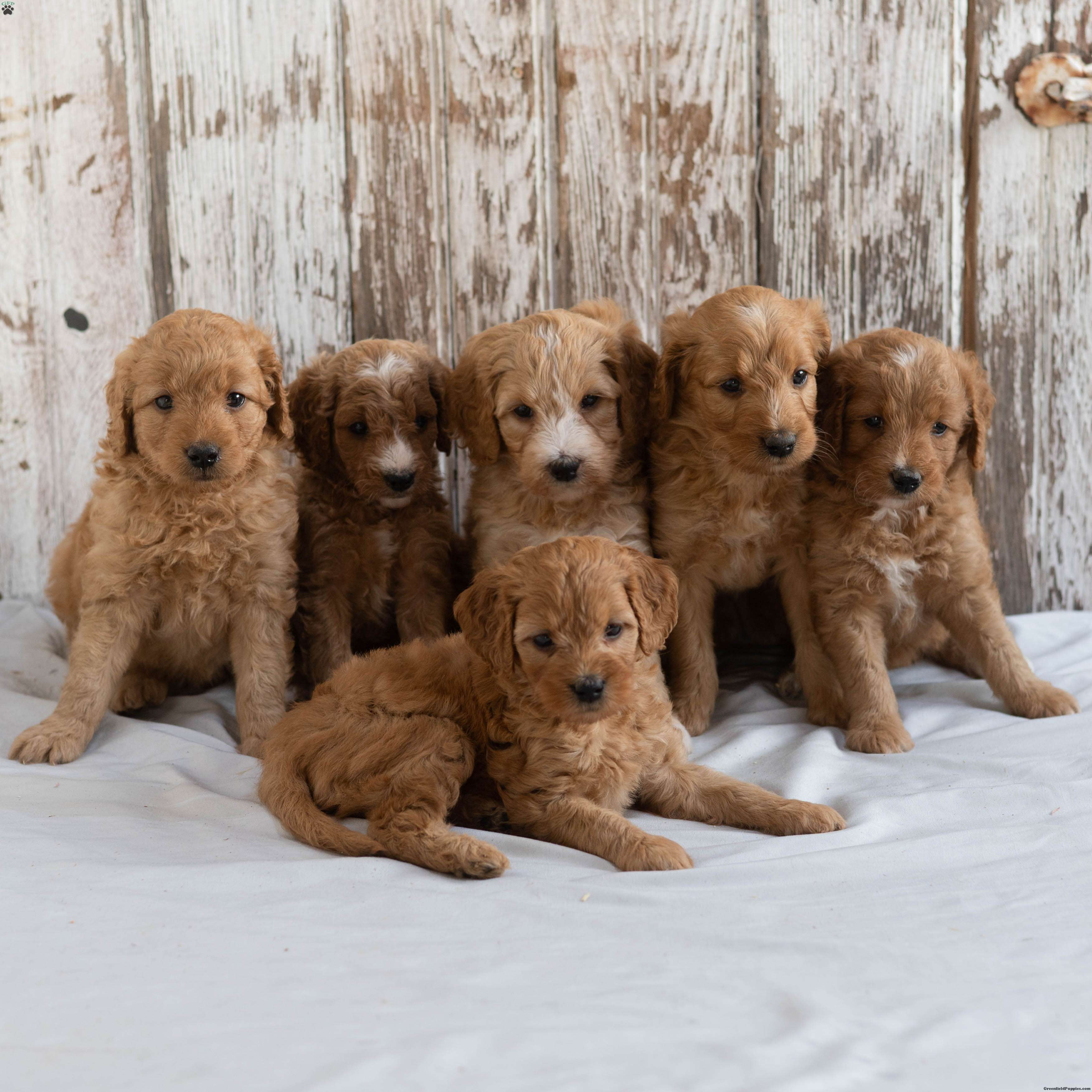 April - Mini Goldendoodle Puppy For Sale in Pennsylvania