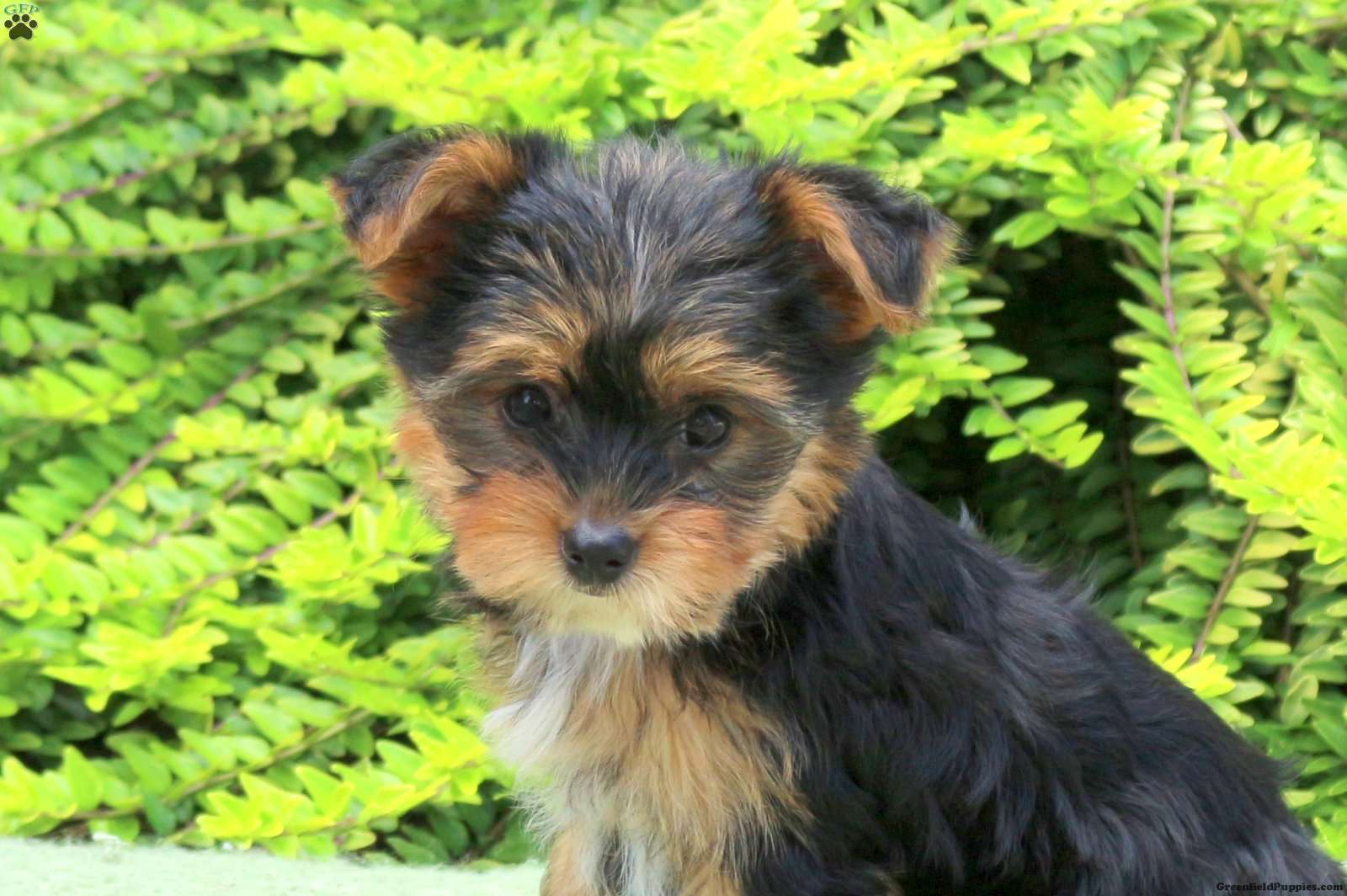 Moose - Yorkie Puppy For Sale in Pennsylvania