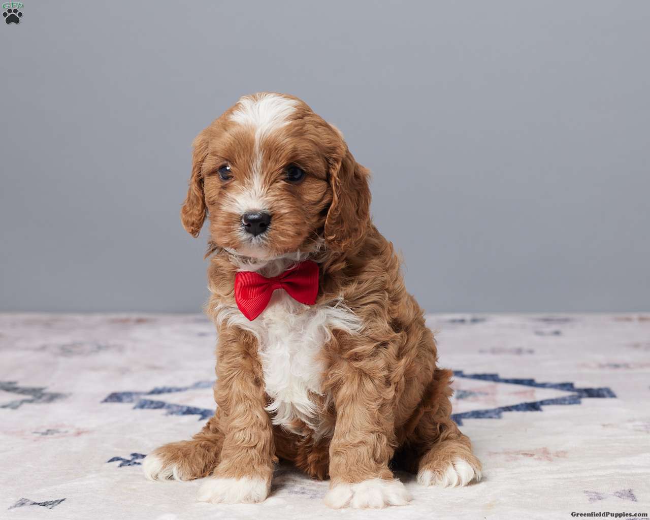 Oliver - Cavapoo Puppy For Sale in Ohio
