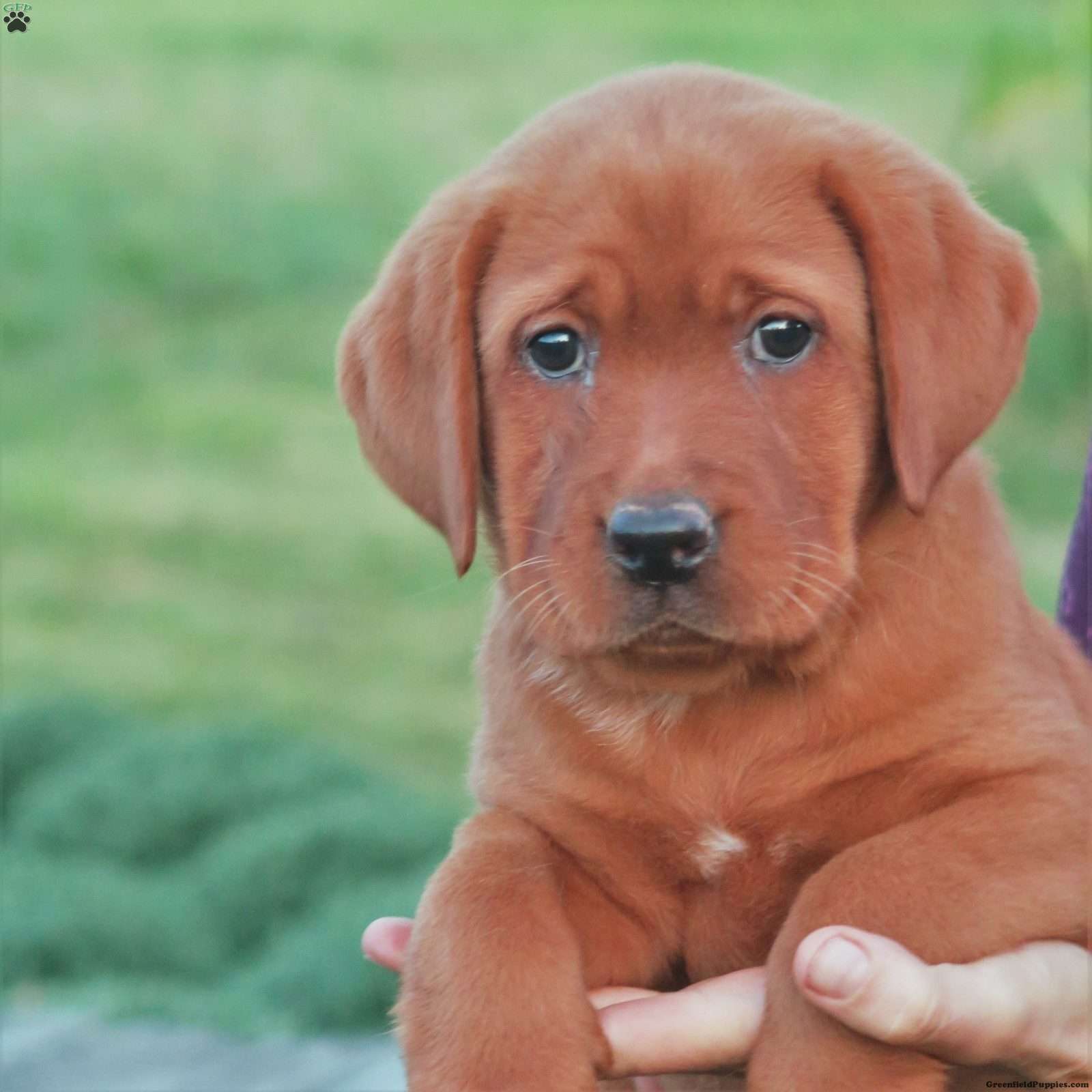 Olympia - Fox Red Labrador Retriever Puppy For Sale in Pennsylvania