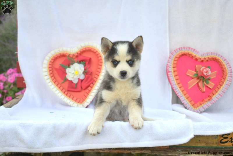 Panda - Pomsky Puppy For Sale in Pennsylvania