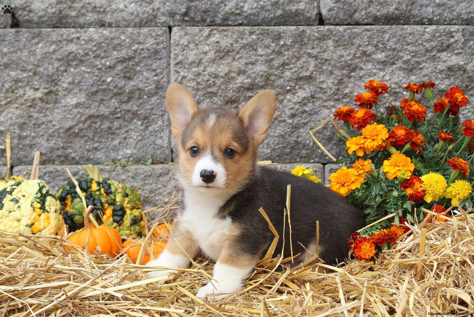 Patrick - Pembroke Welsh Corgi Puppy For Sale in Pennsylvania