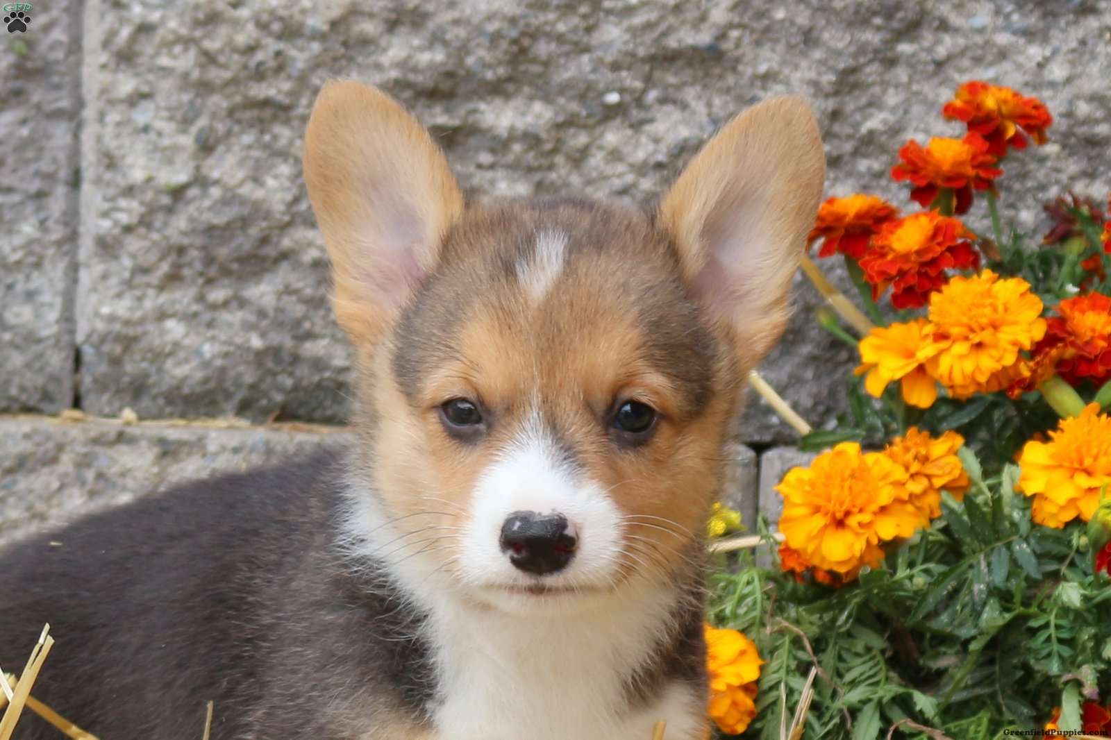 Patrick - Pembroke Welsh Corgi Puppy For Sale in Pennsylvania