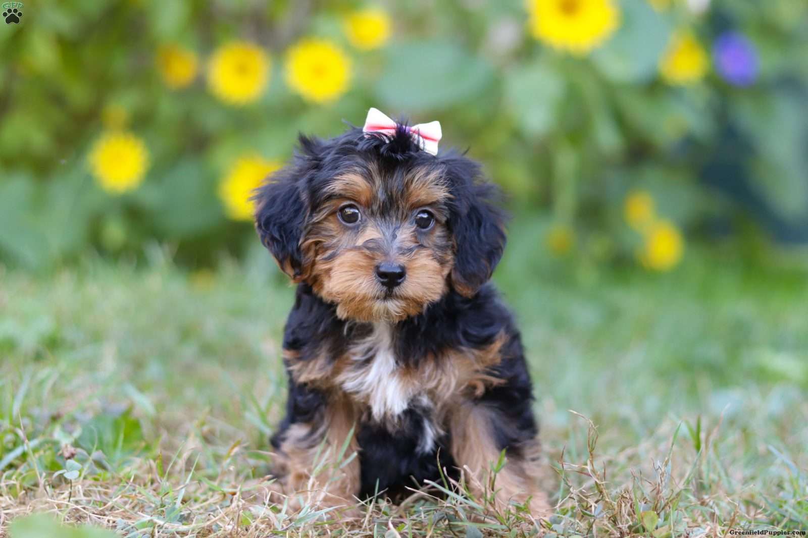 Penny - Yorkie Poo Puppy For Sale in Ohio