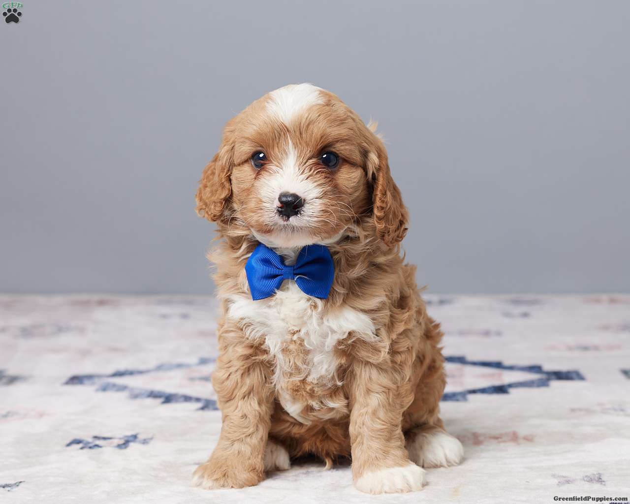 Riley - Cavapoo Puppy For Sale in Ohio
