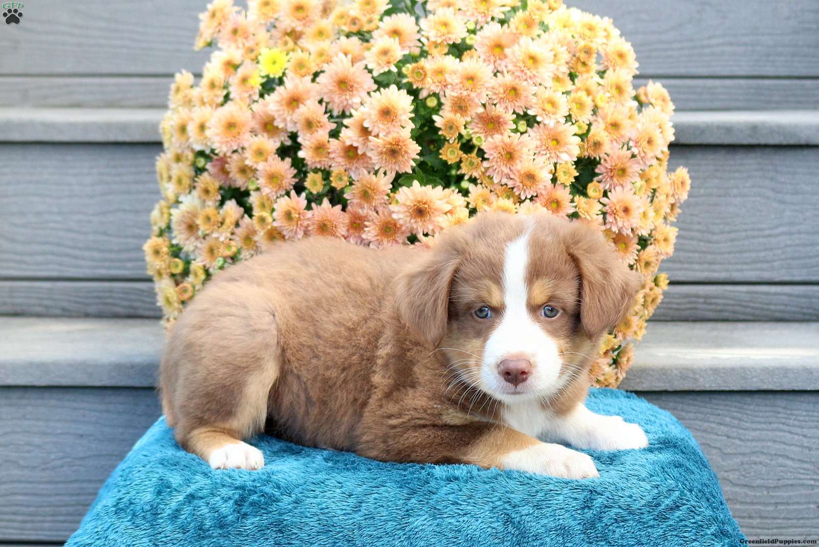 Ruby - Australian Shepherd Puppy For Sale in Pennsylvania