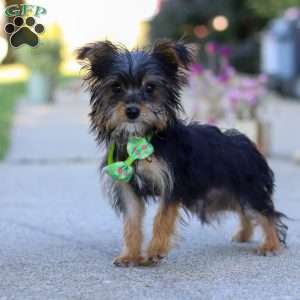 Yorkie Poo Puppies For Sale - Greenfield Puppies