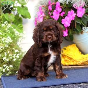 Cocker Spaniel Puppies For Sale - Greenfield Puppies