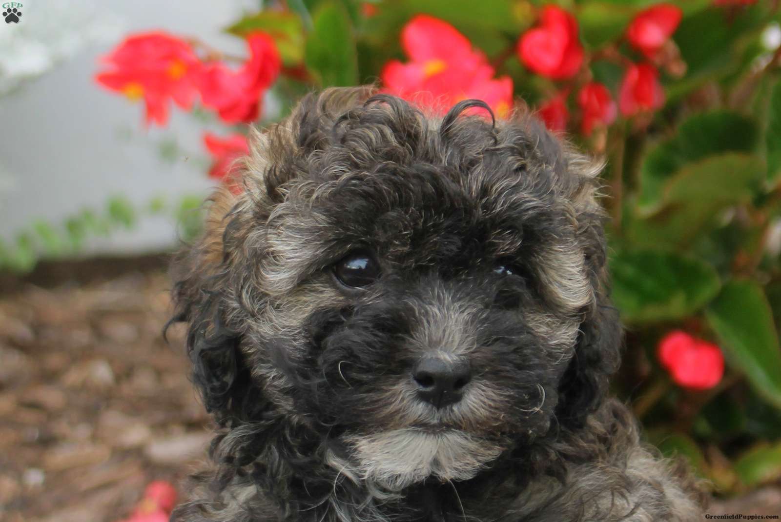 Victoria - Toy Poodle Puppy For Sale in Pennsylvania