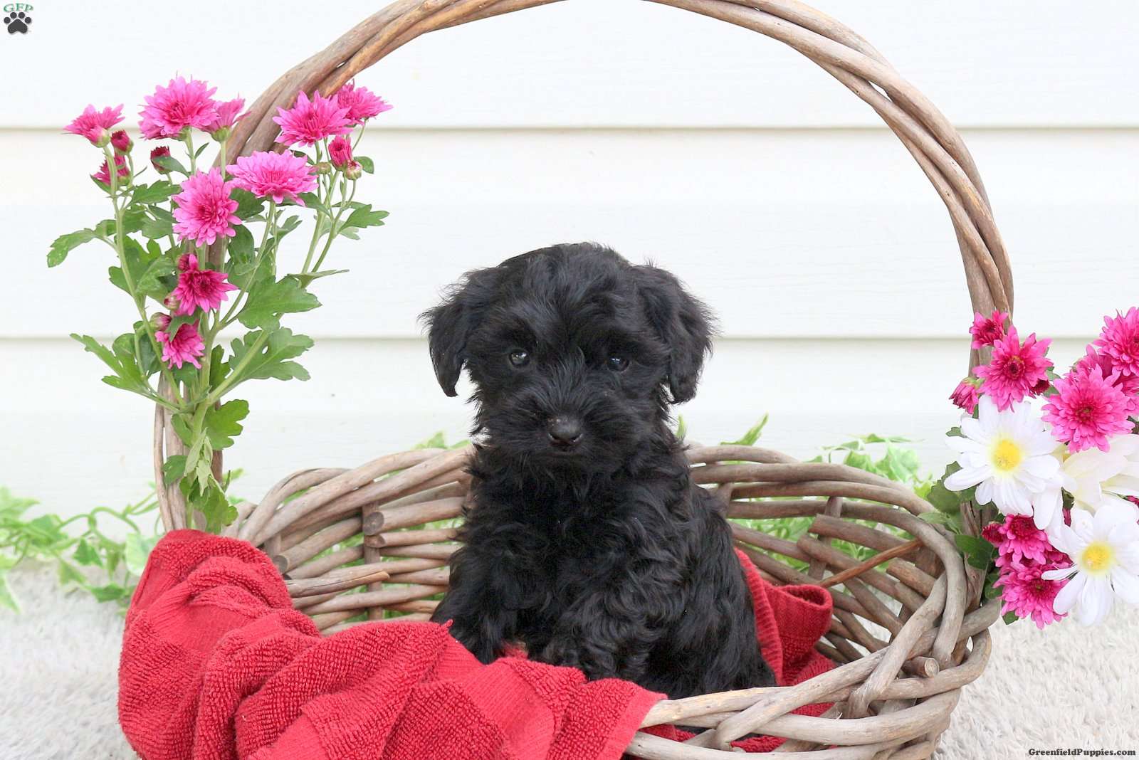 Willow - Yorkie Poo Puppy For Sale in Pennsylvania
