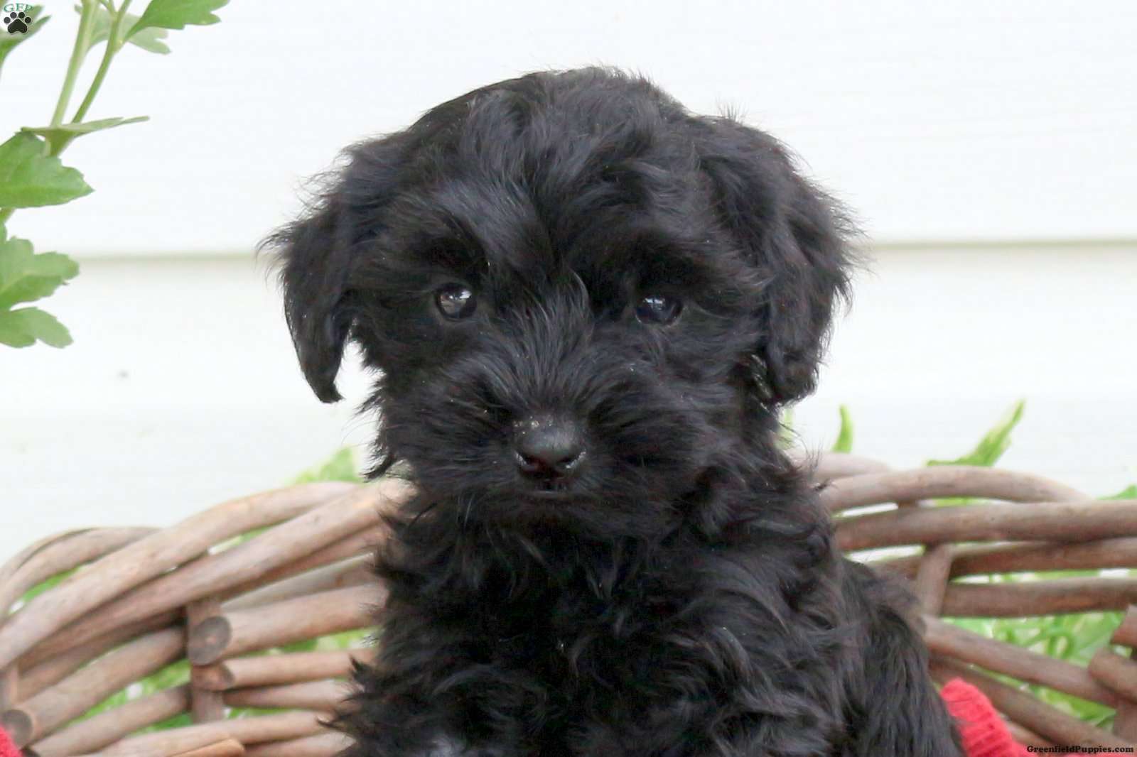Willow - Yorkie Poo Puppy For Sale in Pennsylvania