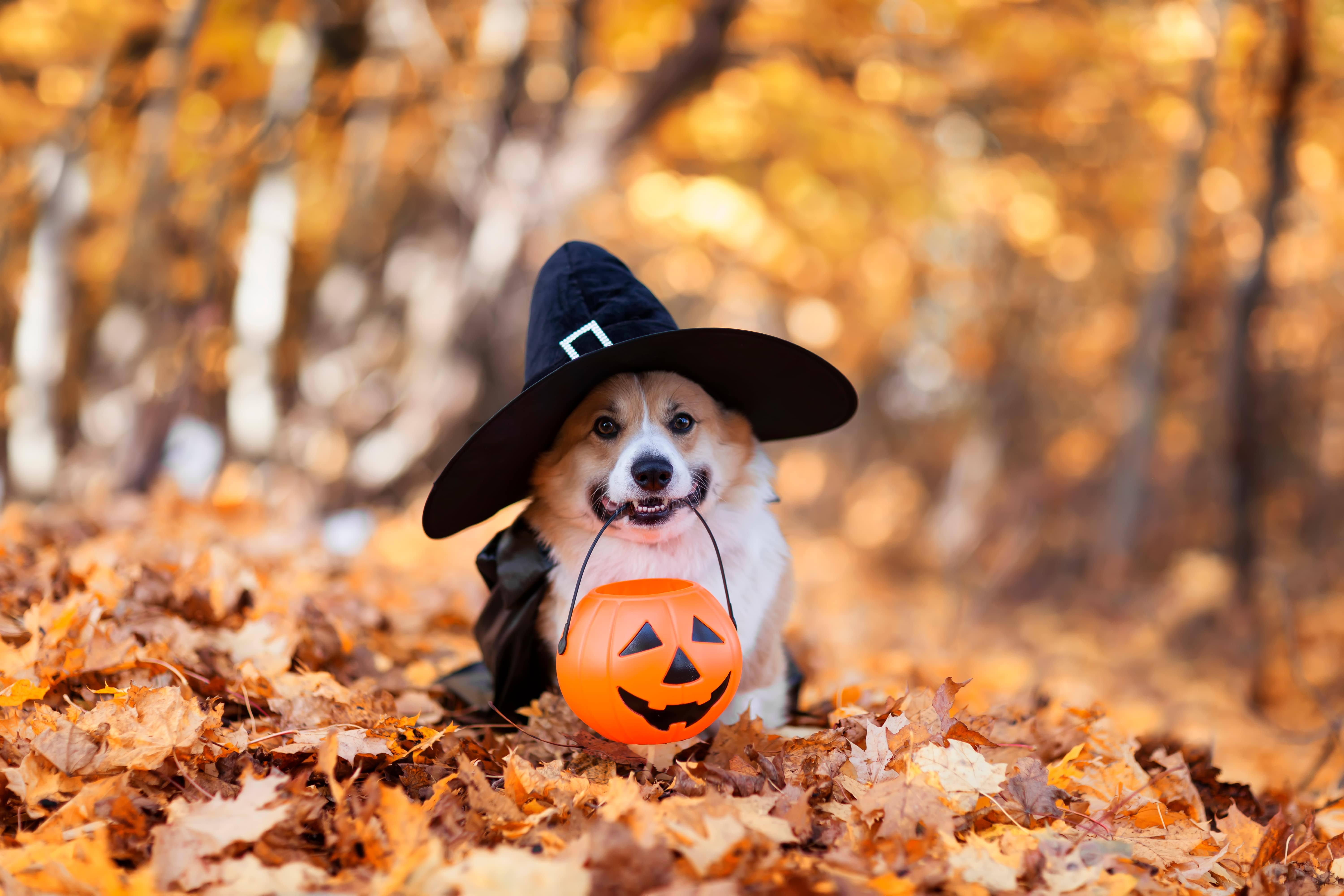 8 Halloween Dog Names to Help You Name Your Puppy