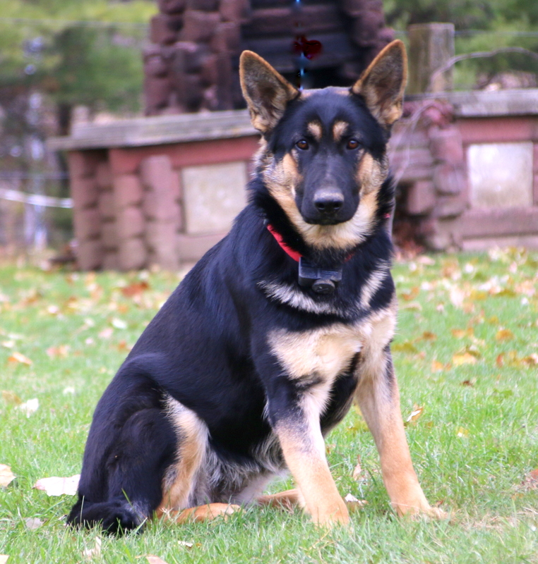 Jenna - German Shepherd Puppy For Sale in Pennsylvania