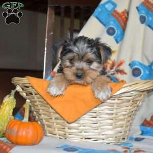 Yorkshire Terrier Puppies for Sale - Greenfield Puppies