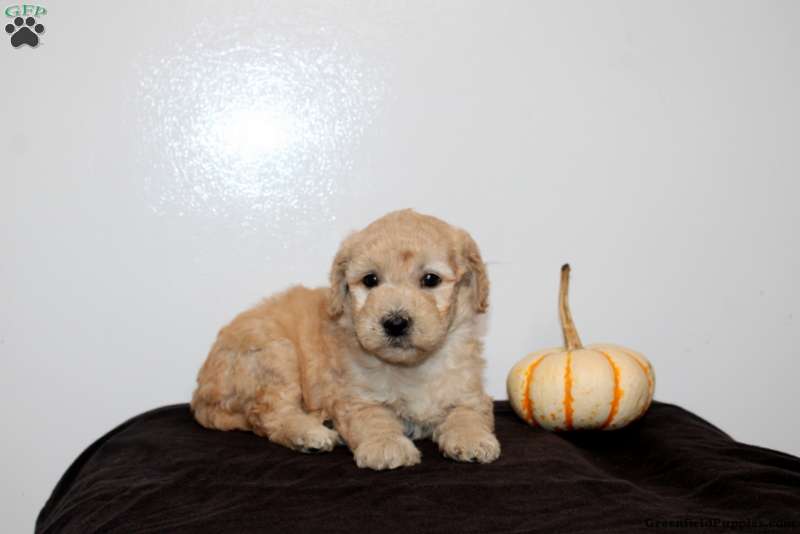 Callandra - Mini Goldendoodle Puppy For Sale in Pennsylvania