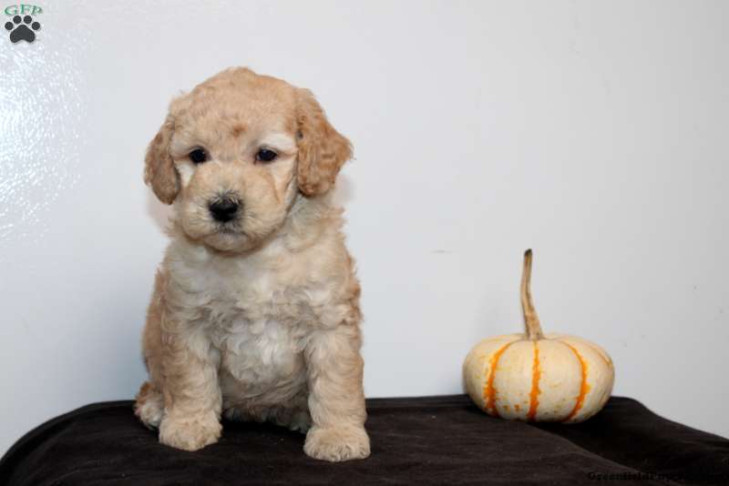 Callandra - Mini Goldendoodle Puppy For Sale in Pennsylvania