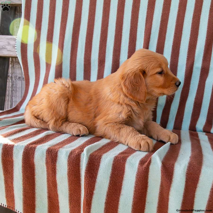 Calvin - Golden Retriever Puppy For Sale in New York