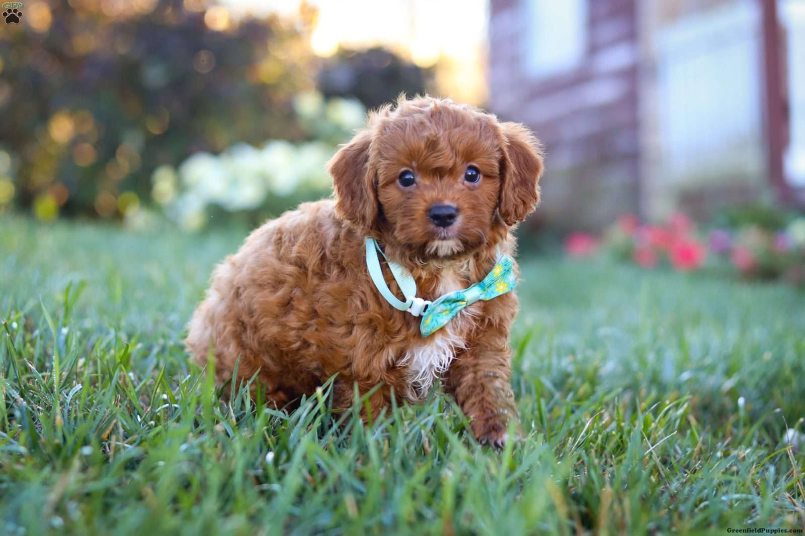 Charlie - Cavapoo Puppy For Sale in Ohio