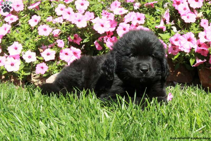 Chester - Newfoundland Puppy For Sale in Pennsylvania