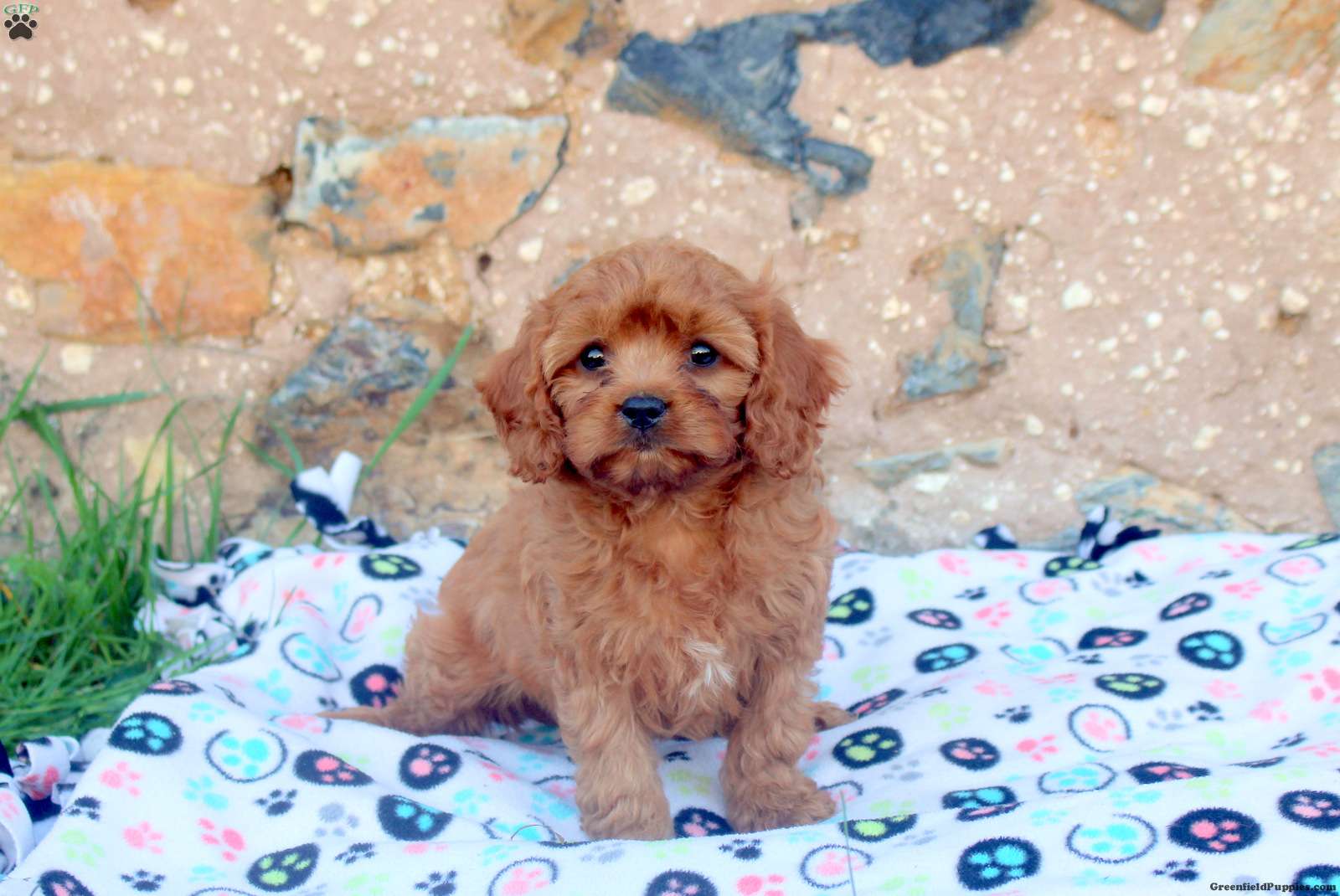 Colton - Cavapoo Puppy For Sale in Pennsylvania