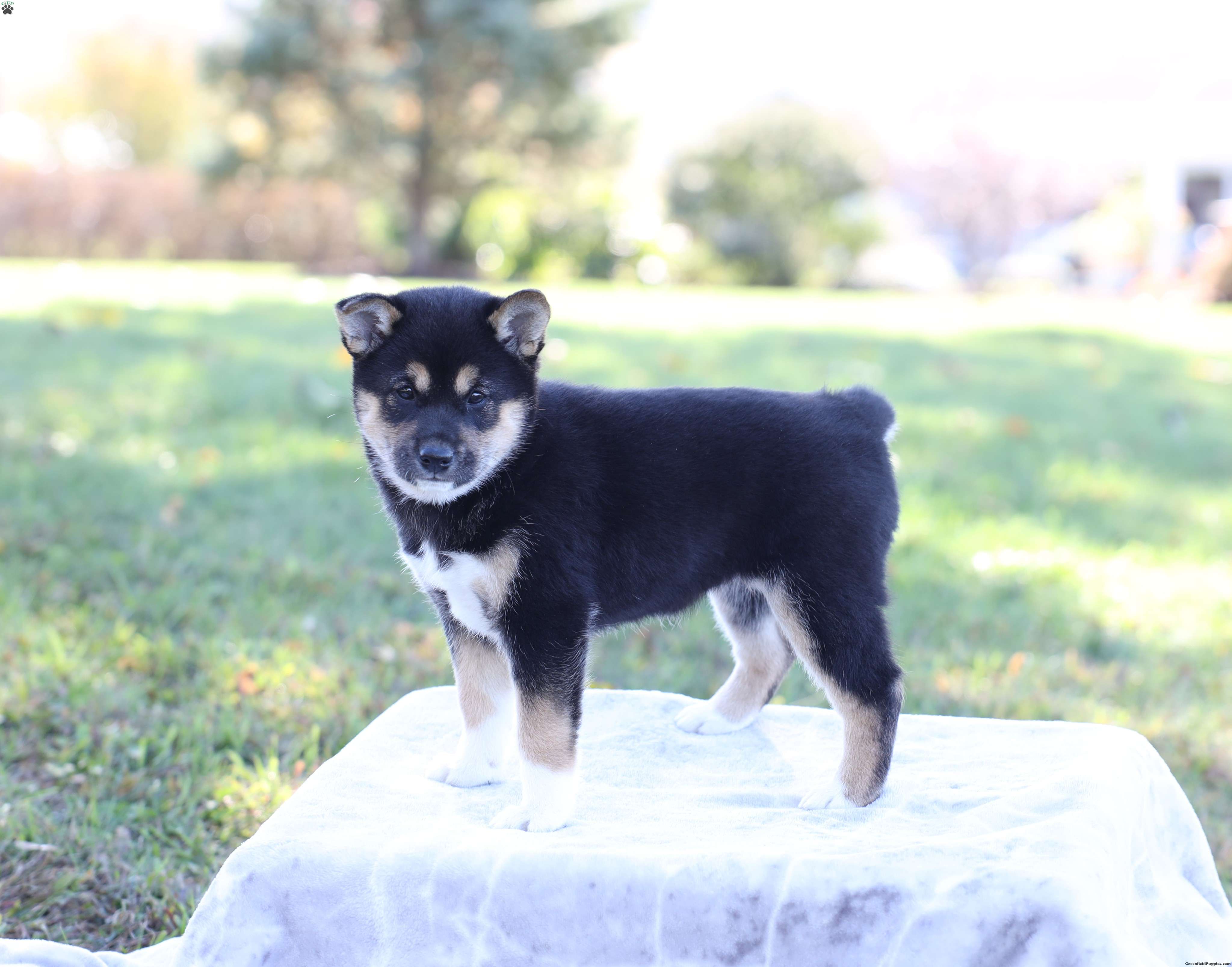 Daisy - Shiba Inu Puppy For Sale in Pennsylvania