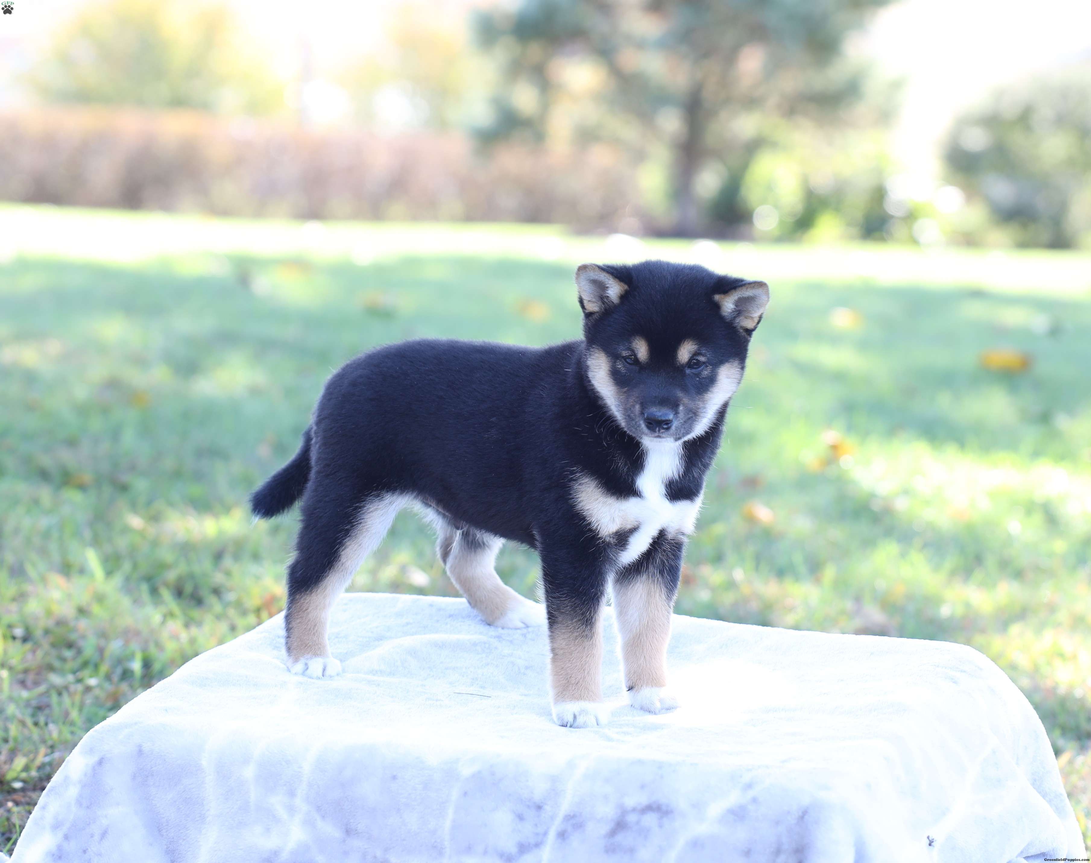 Duke - Shiba Inu Puppy For Sale in Pennsylvania