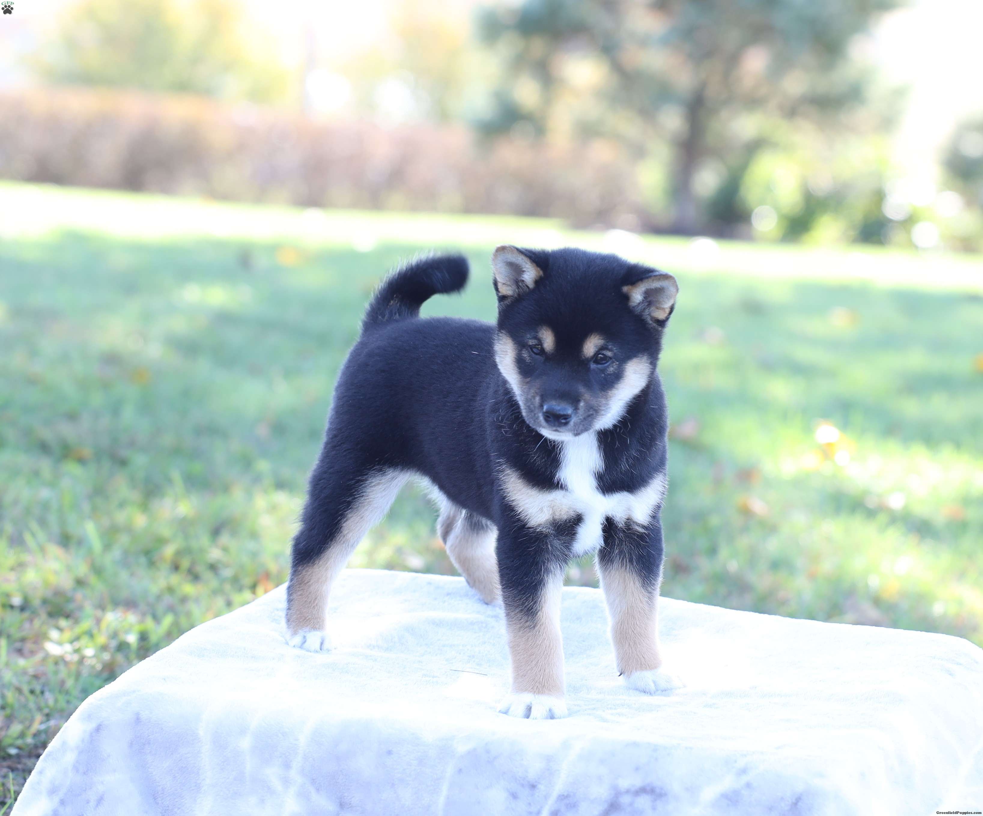 Duke - Shiba Inu Puppy For Sale in Pennsylvania