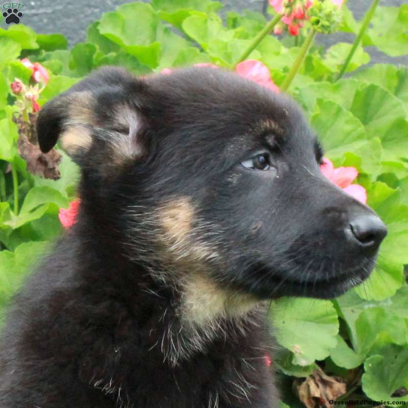 Emma - German Shepherd Puppy For Sale in Pennsylvania