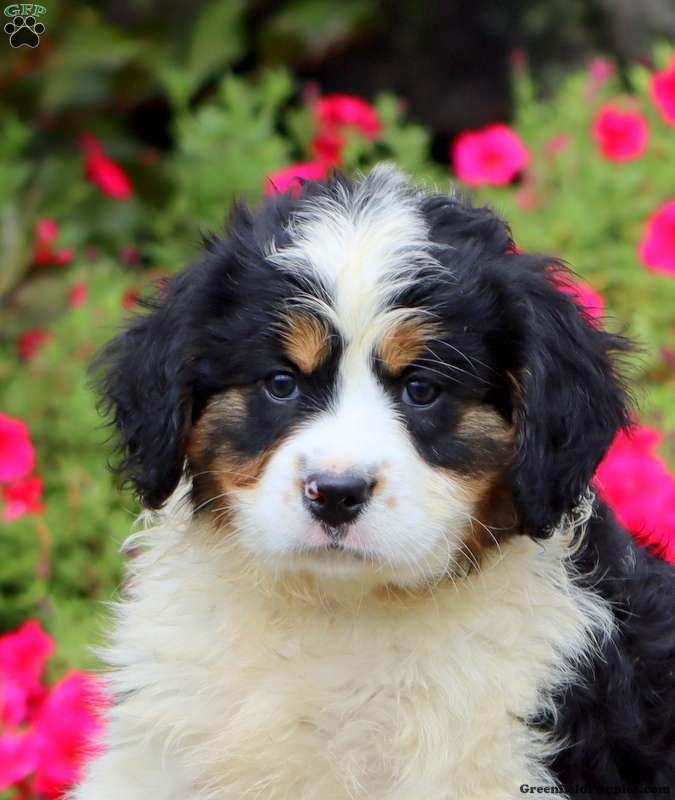 Eric - Miniature Bernese Mountain Dog Puppy For Sale in Pennsylvania