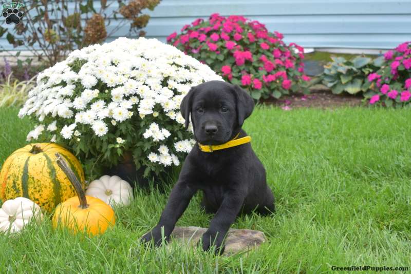 Harper - Black Labrador Retriever Puppy For Sale in Pennsylvania