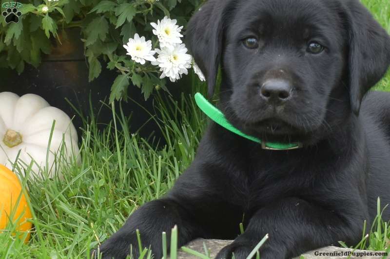 Hope - Black Labrador Retriever Puppy For Sale in Pennsylvania