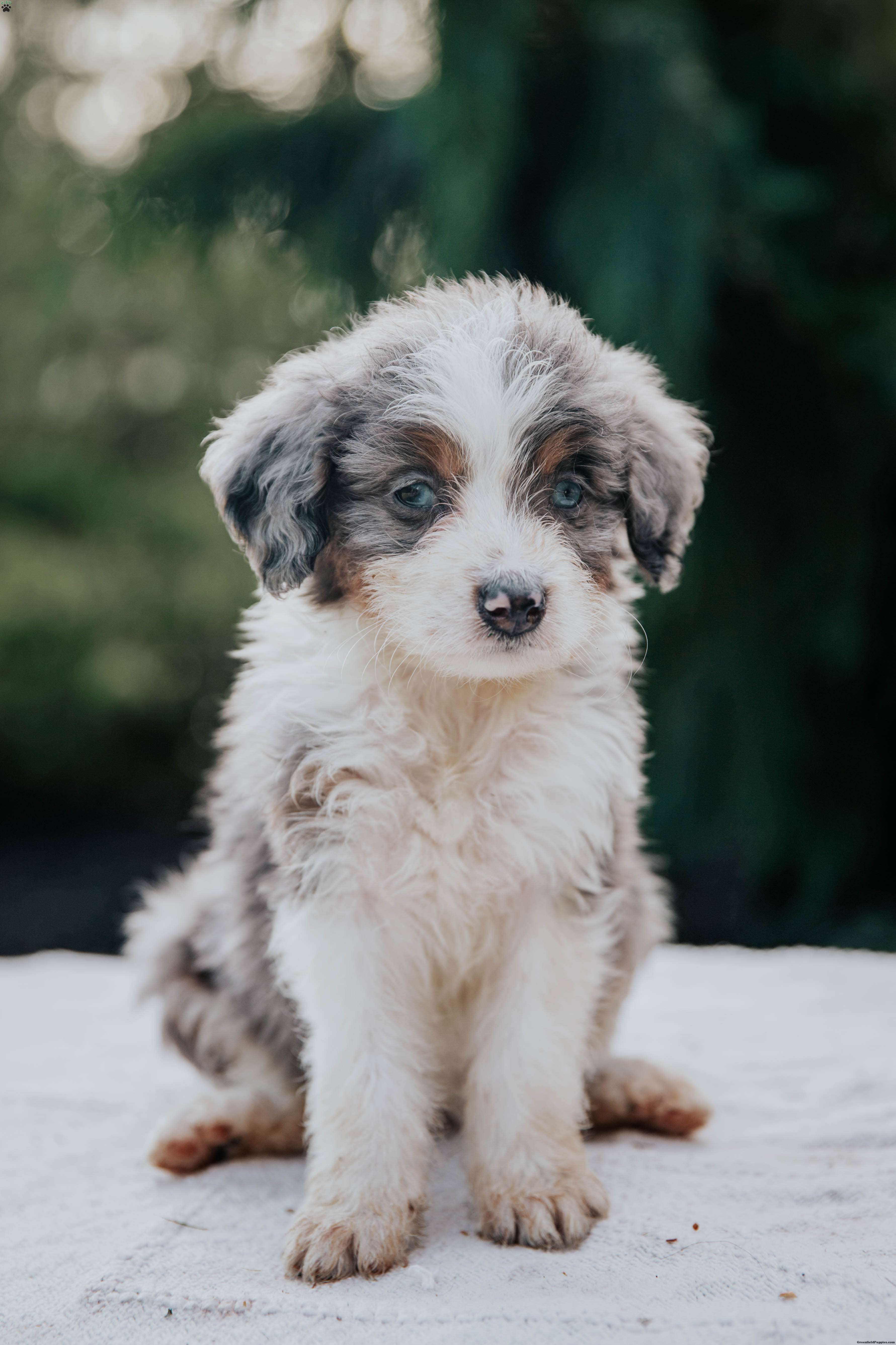 Pam - Mini Bernedoodle Puppy For Sale in Pennsylvania