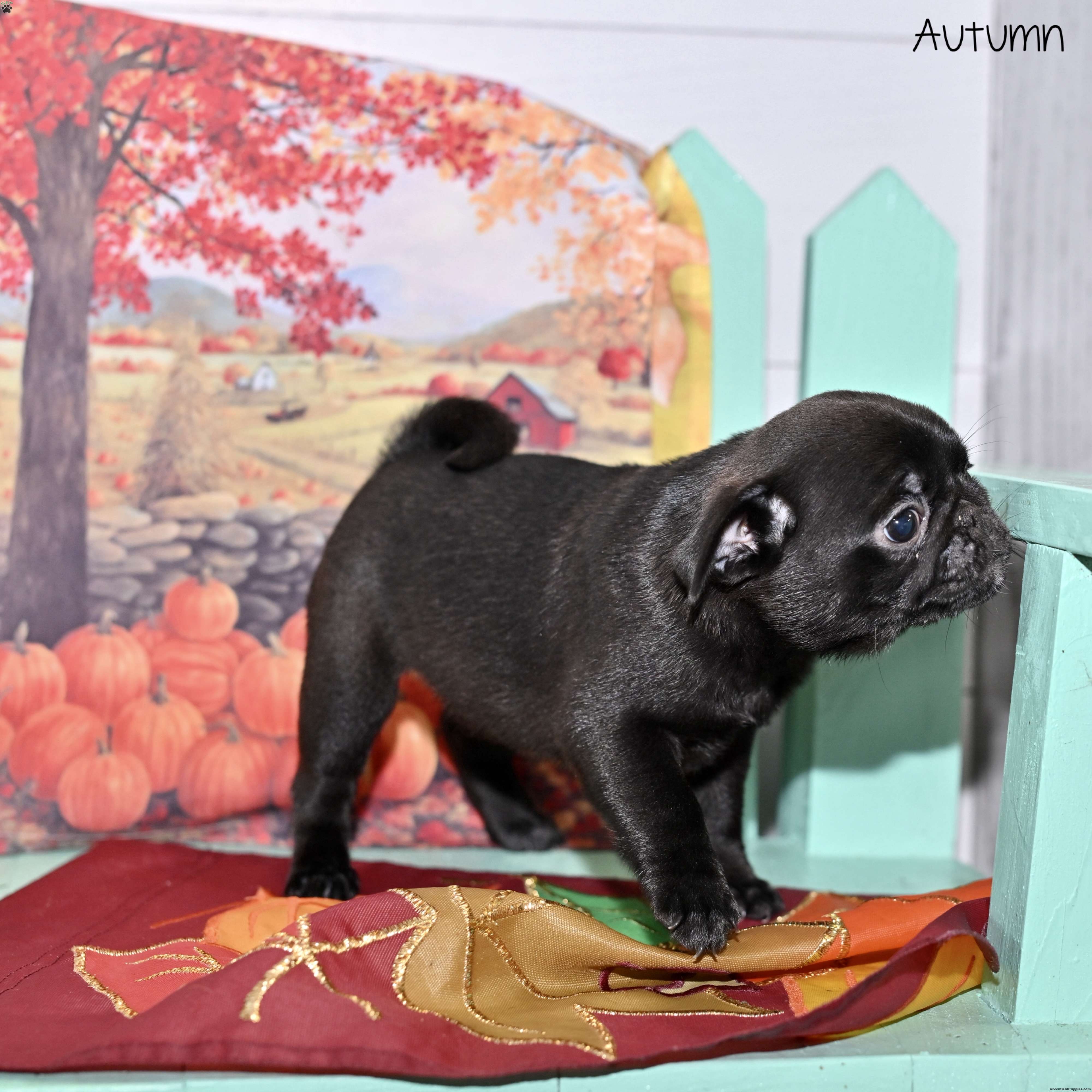 Autumn - Pug Puppy For Sale in Pennsylvania
