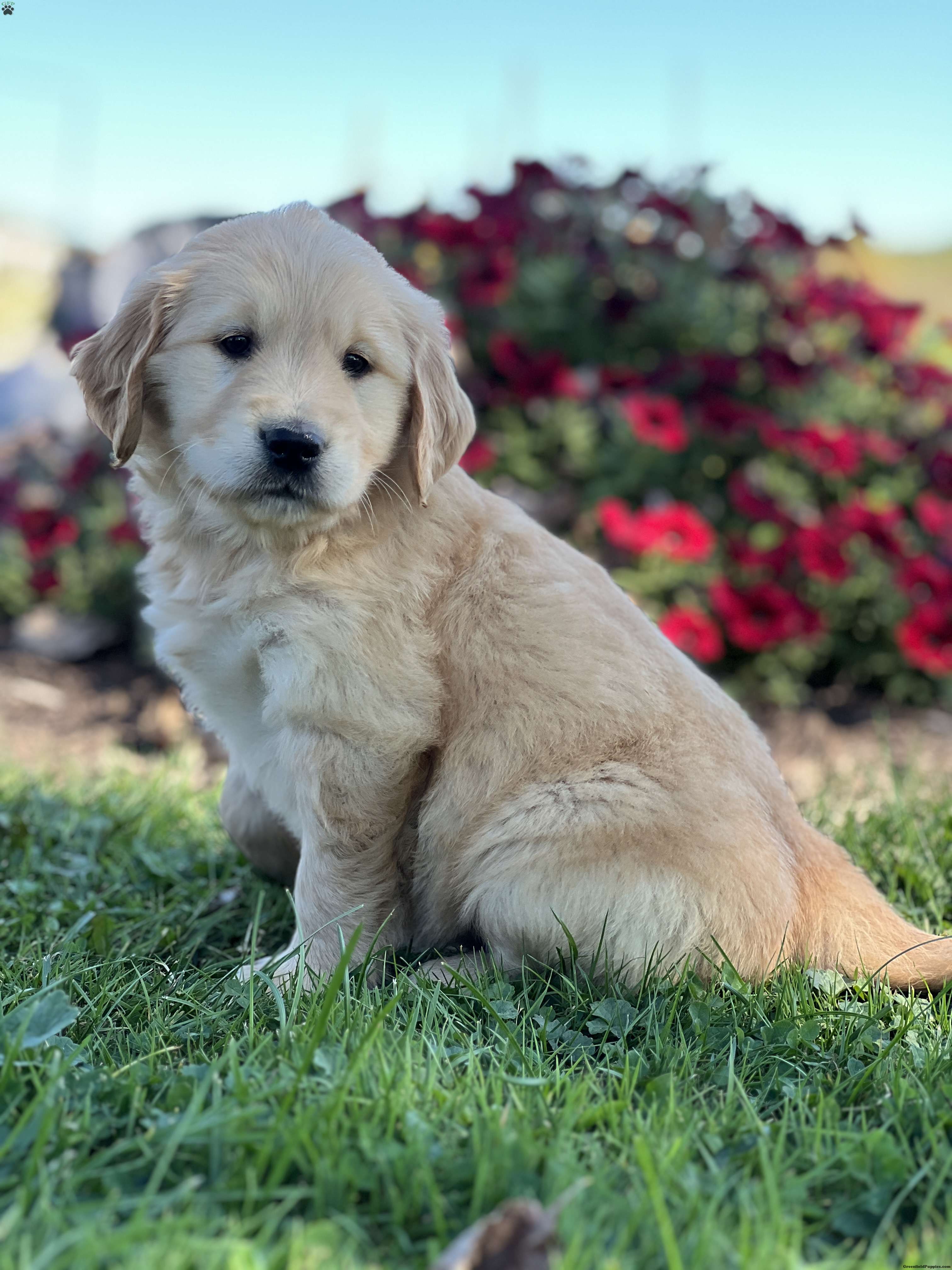 Samuel - Golden Retriever Puppy For Sale in New York