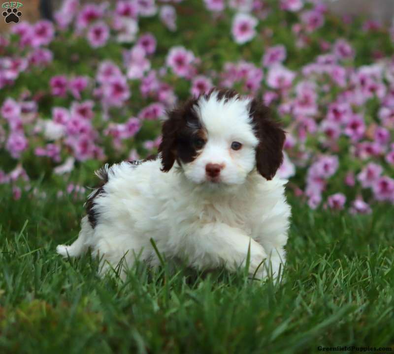 Kayson - Cavapoo Puppy For Sale in Pennsylvania