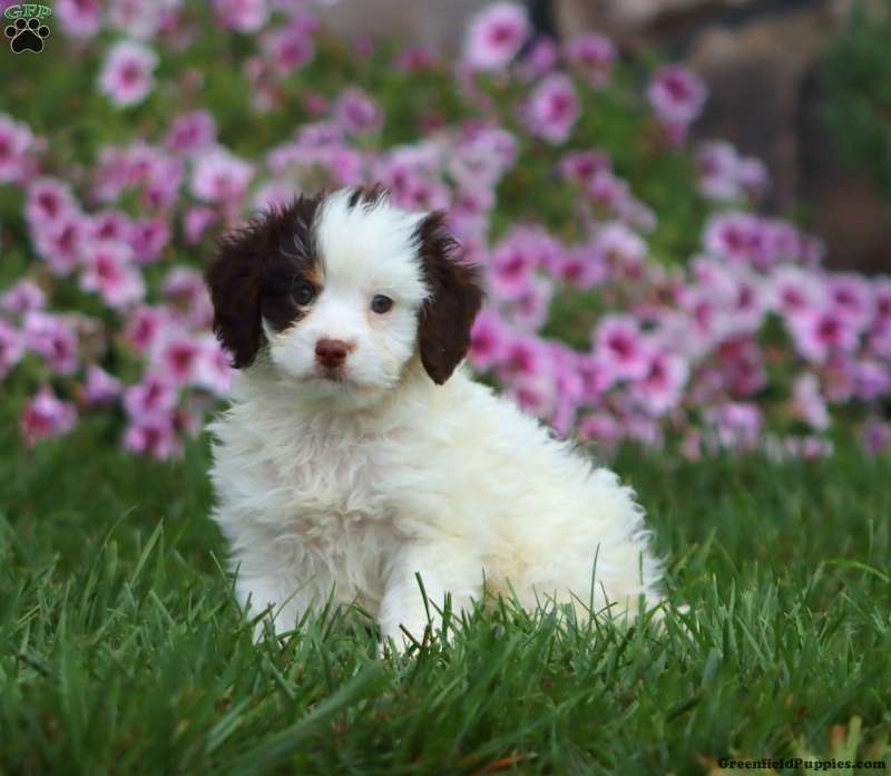 Kayson - Cavapoo Puppy For Sale in Pennsylvania